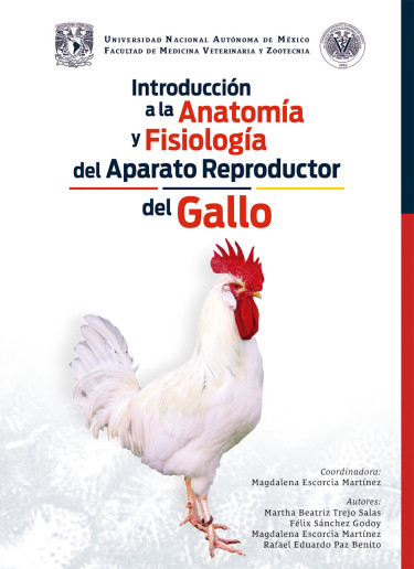 Introducción a la anatomía y fisiología del aparato reproductor del gallo - YOLEO.ONLINE